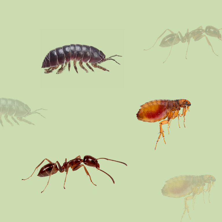 Hold børns sandkasse ren og fri for insekter | Fatmoose.dk